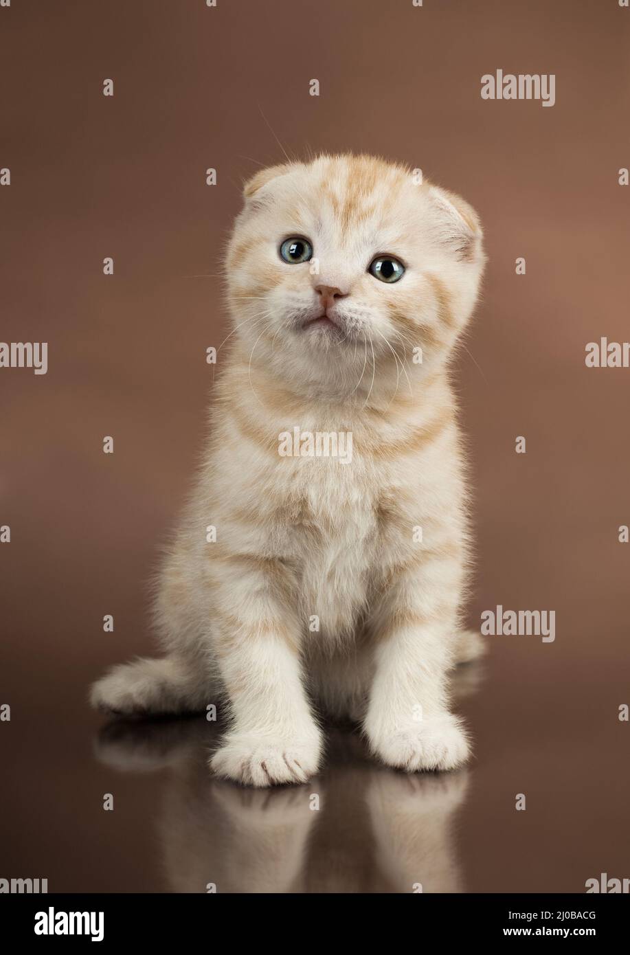 Cutie kitten hi-res stock photography and images - Alamy
