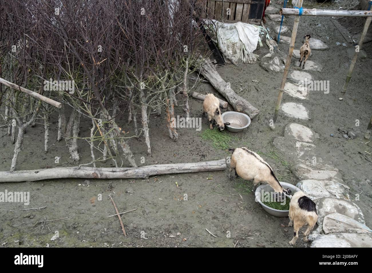 Goats in search of food. The Pratab Nagar village is severely affected ...