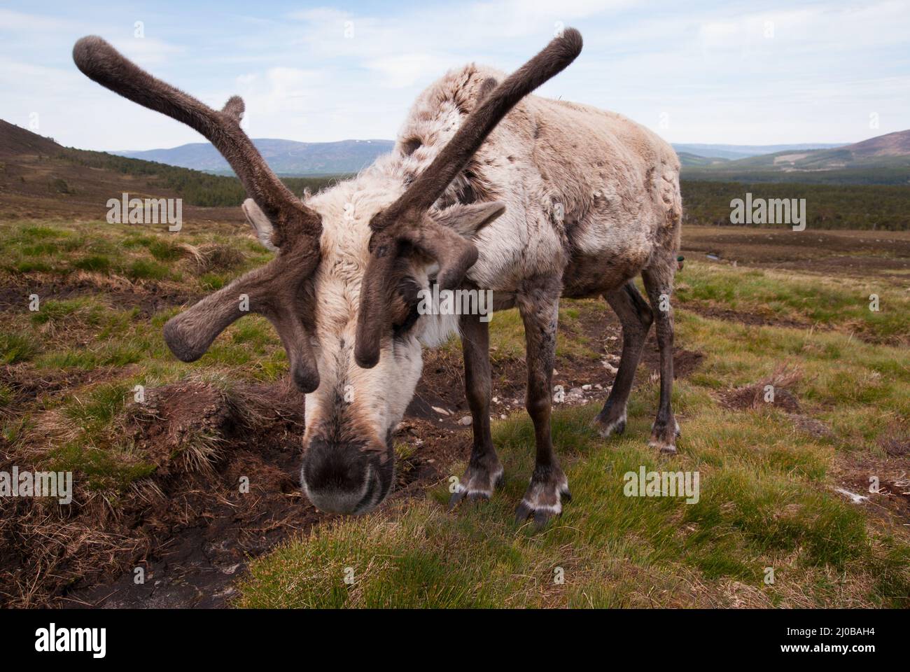 Reindeer hoof hi-res stock photography and images - Alamy