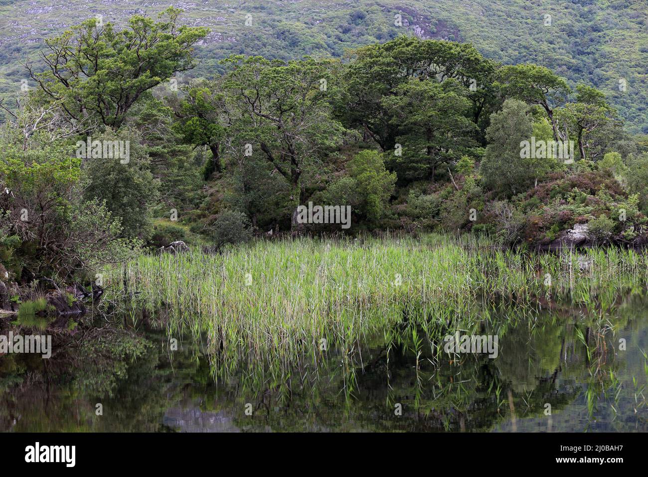 Lake Muckross, Killarney National Park, Ireland Stock Photo - Alamy