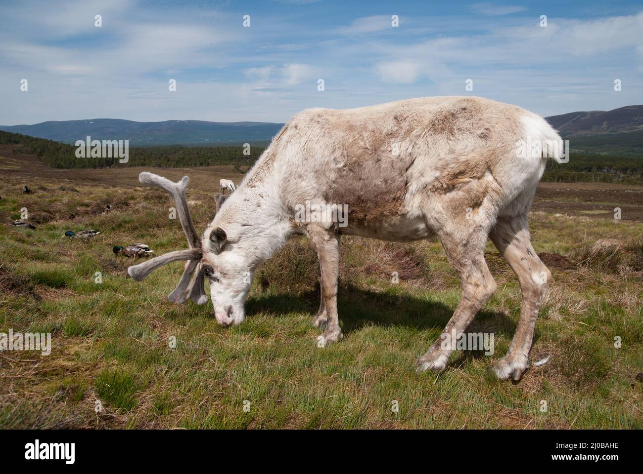 Reindeer hoof hi-res stock photography and images - Alamy