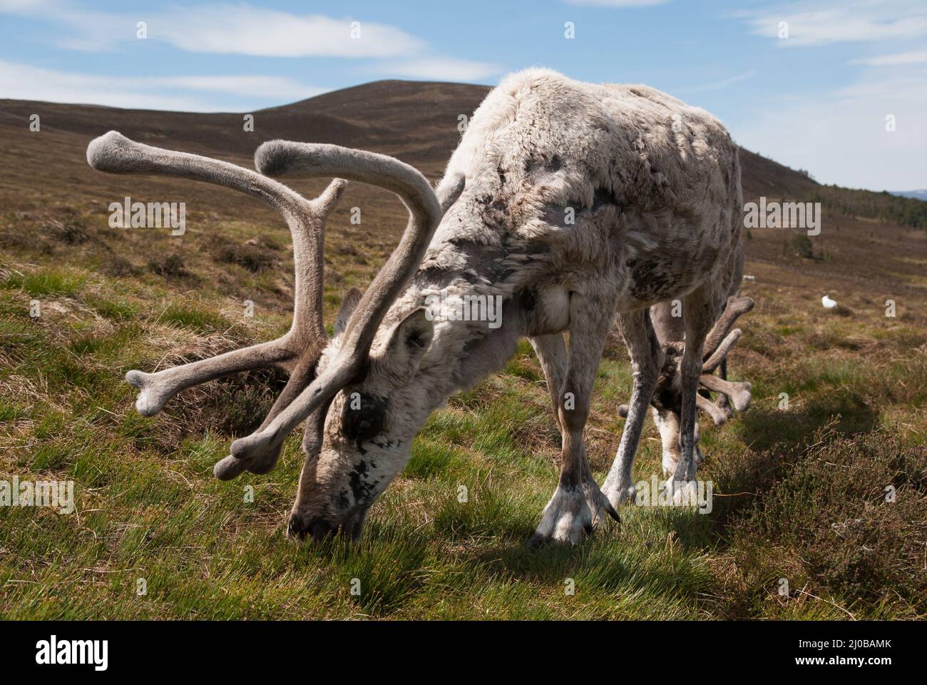 Reindeer hoof hi-res stock photography and images - Alamy