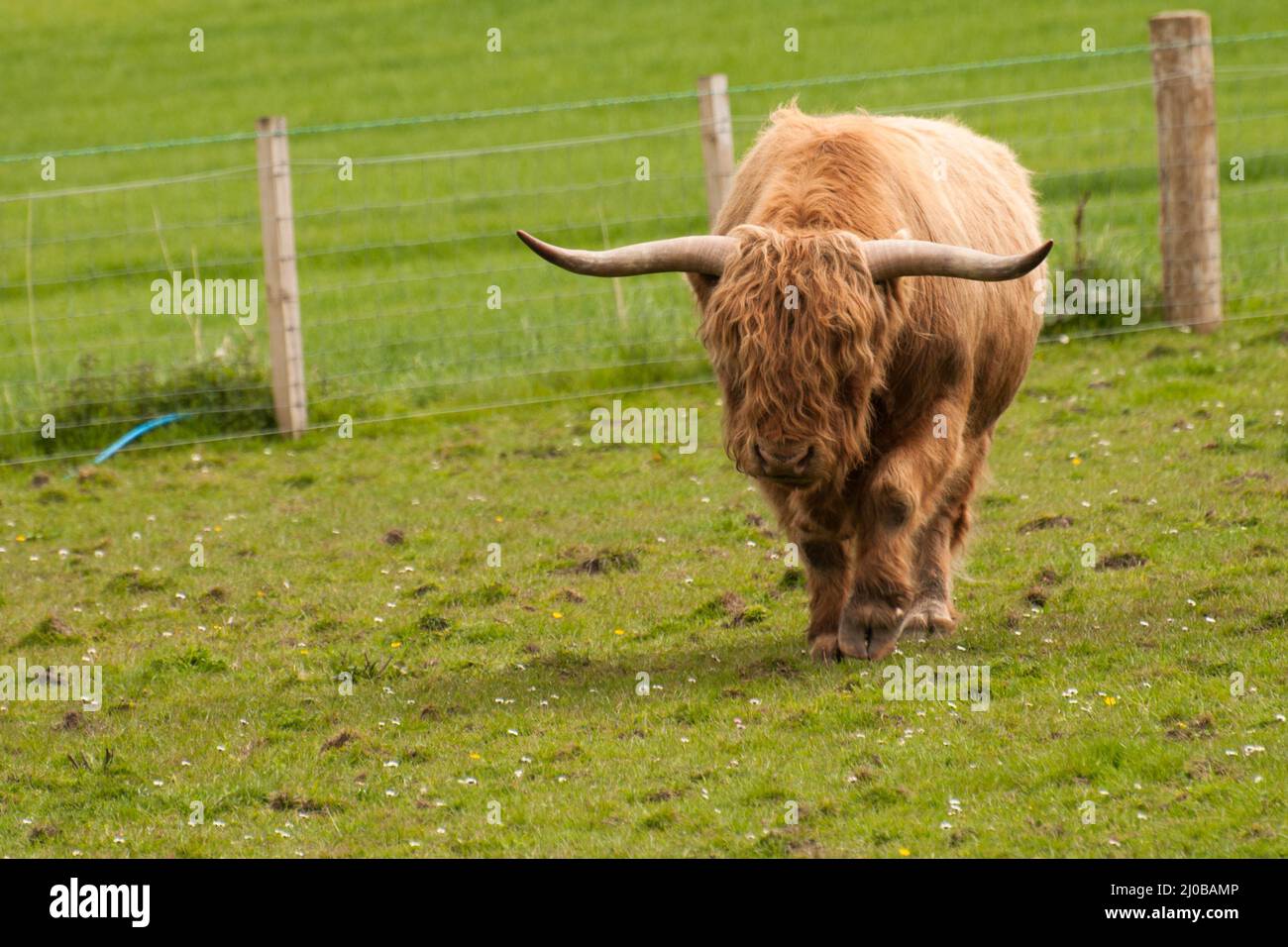 Highland Cattle Bull Stock Photo - Alamy