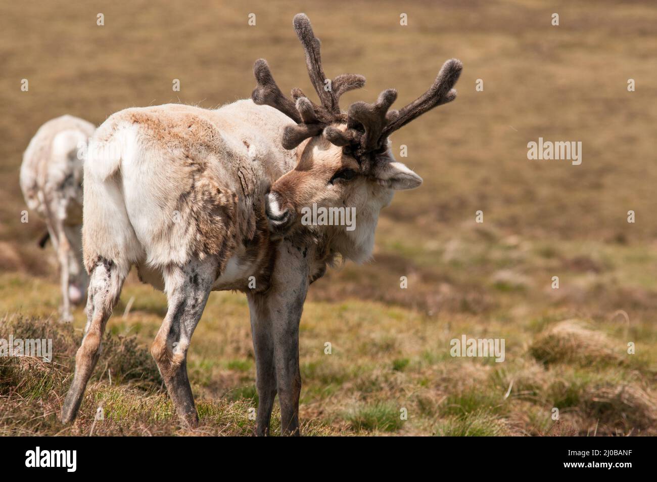Close up reindeer hi-res stock photography and images - Alamy