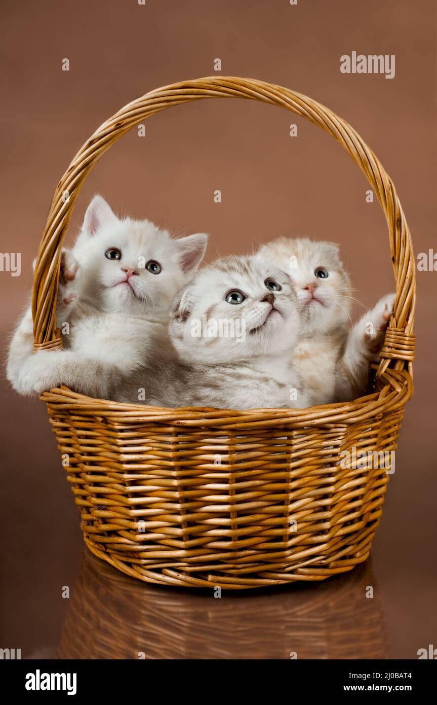 Many kittens hi-res stock photography and images - Alamy