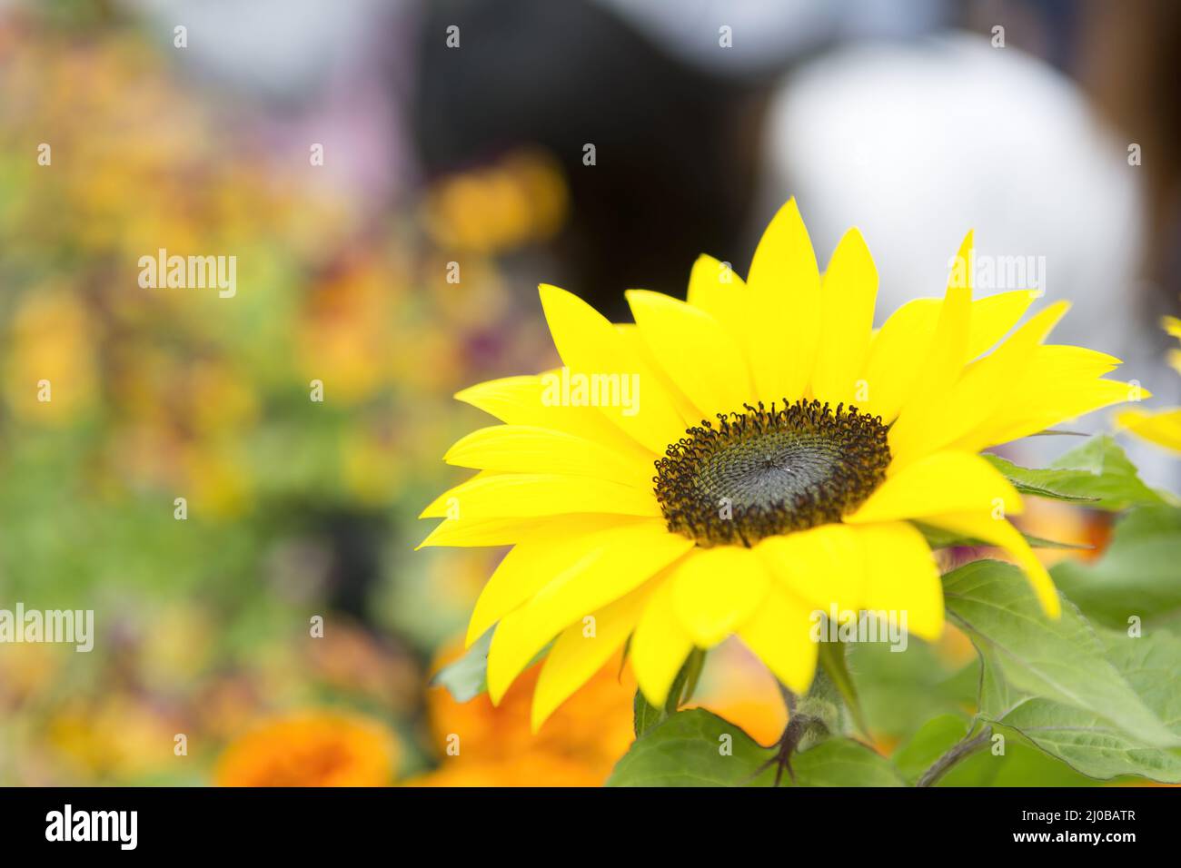 Yellow flowers in Flower Show 2108 in Victoria Park, Hong Kong Stock ...