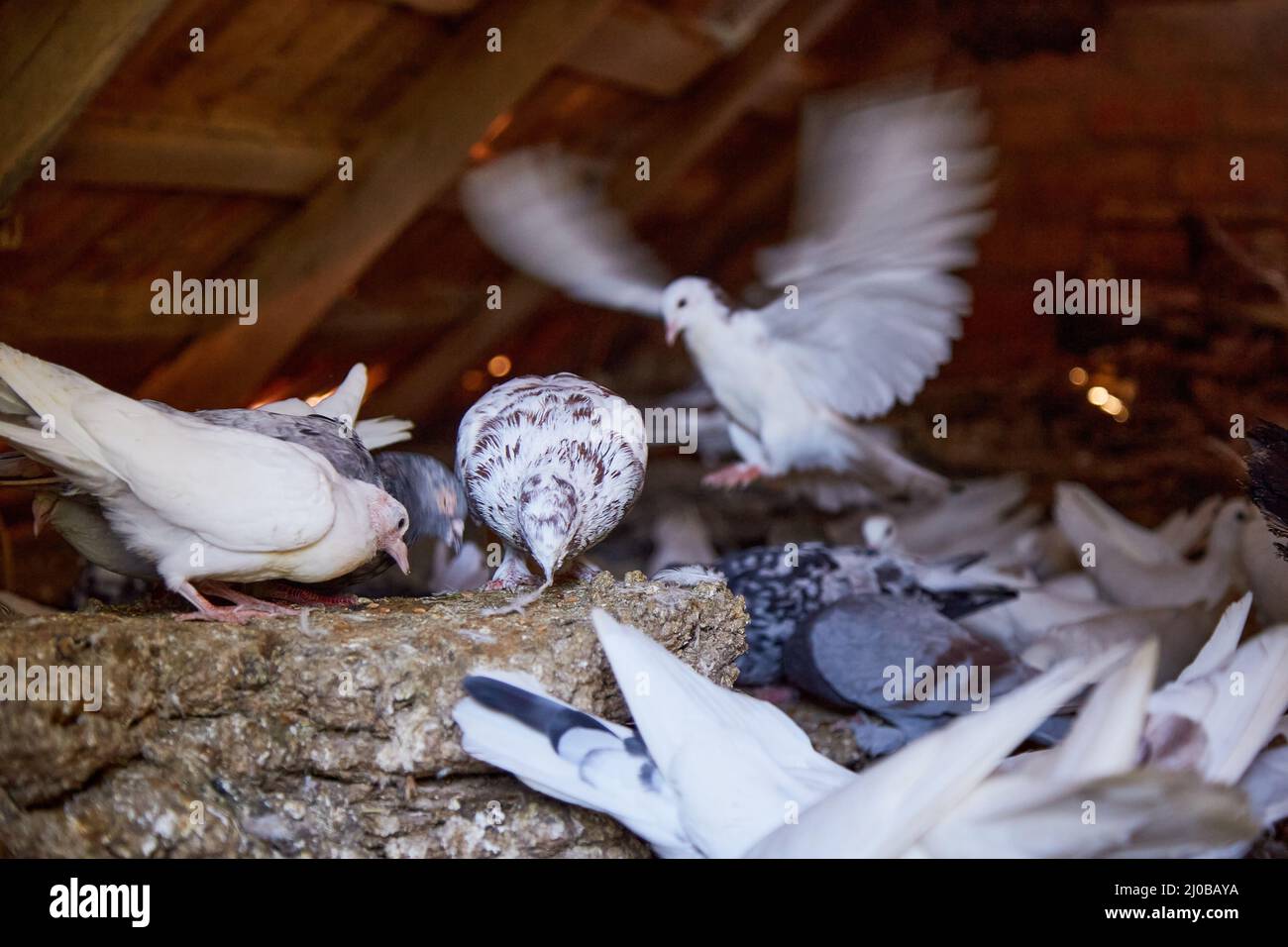 Breeding purebred pigeons at private yard. Warm house for birds. Hobby ...