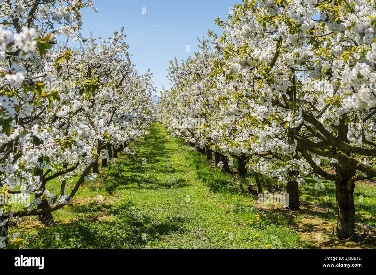 Blooming apple trees, fruit plantation Stock Photo - Alamy