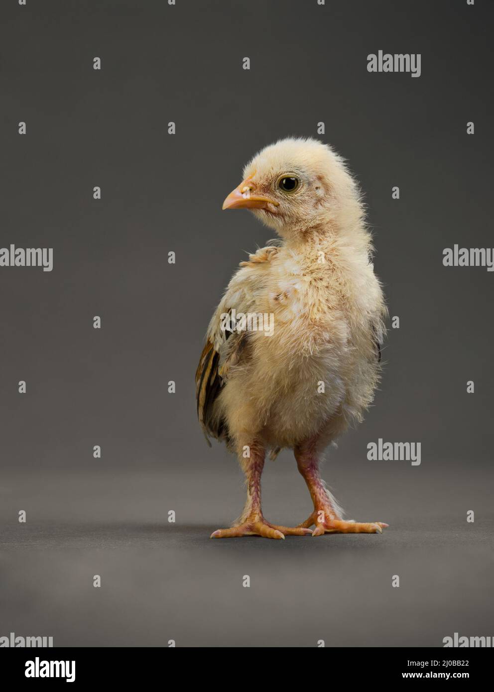 Little chick hi-res stock photography and images - Alamy