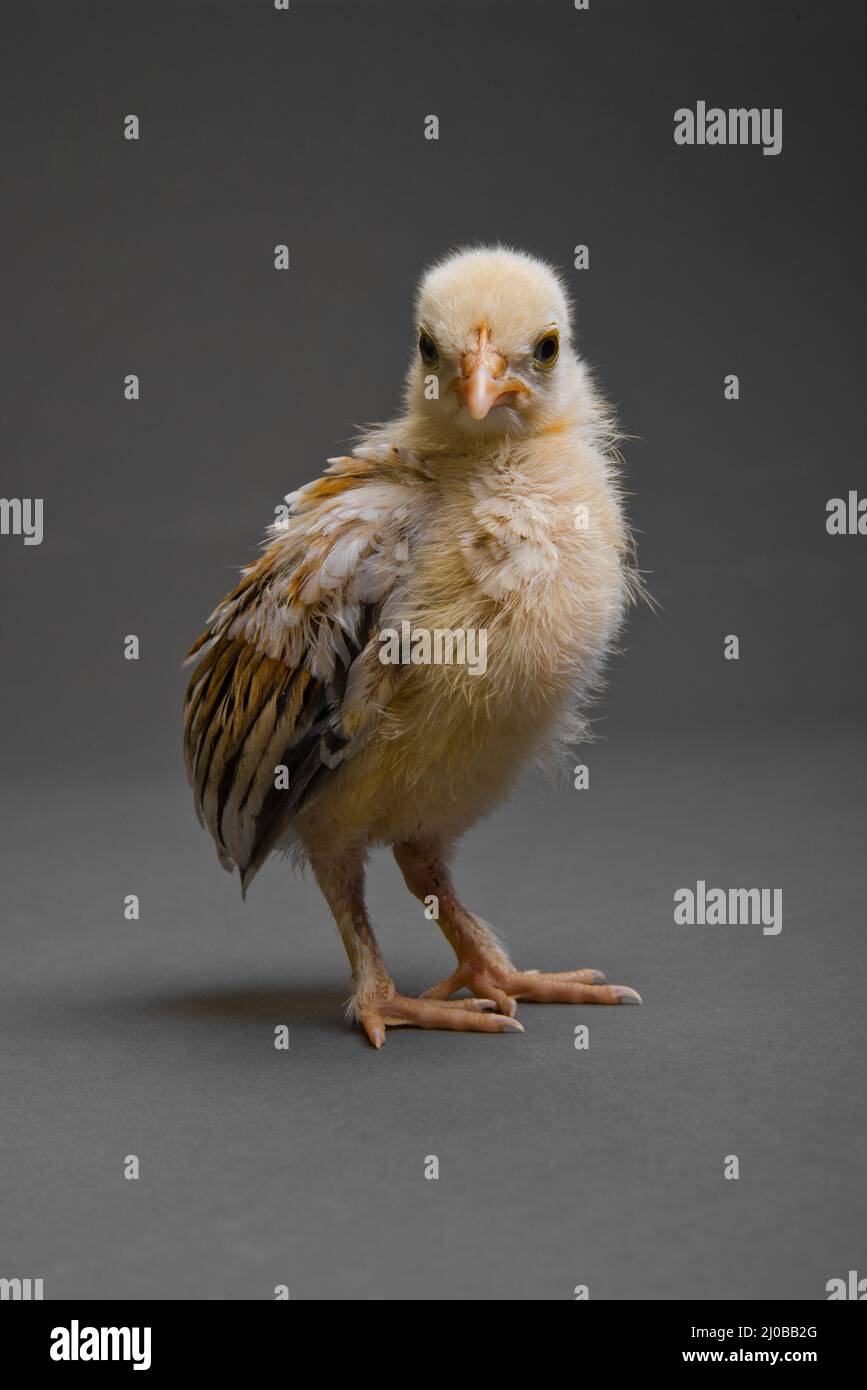 Little chick hi-res stock photography and images - Alamy