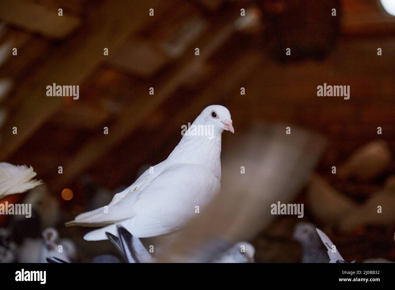 Beautiful white pigeon. Breeding purebred pigeons at private yard. Warm ...