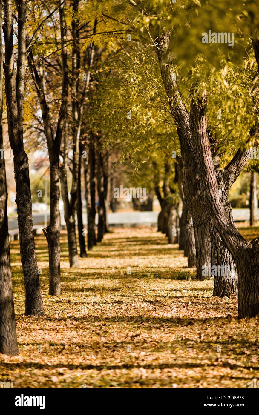 Landscape lane hi-res stock photography and images - Alamy