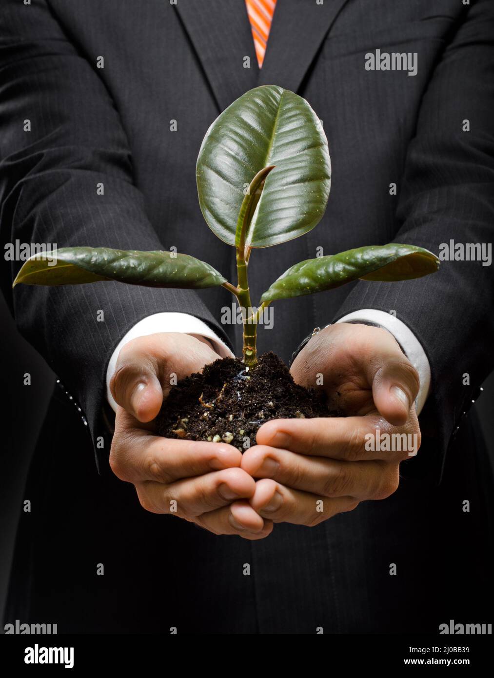 Sprout development hi-res stock photography and images - Alamy