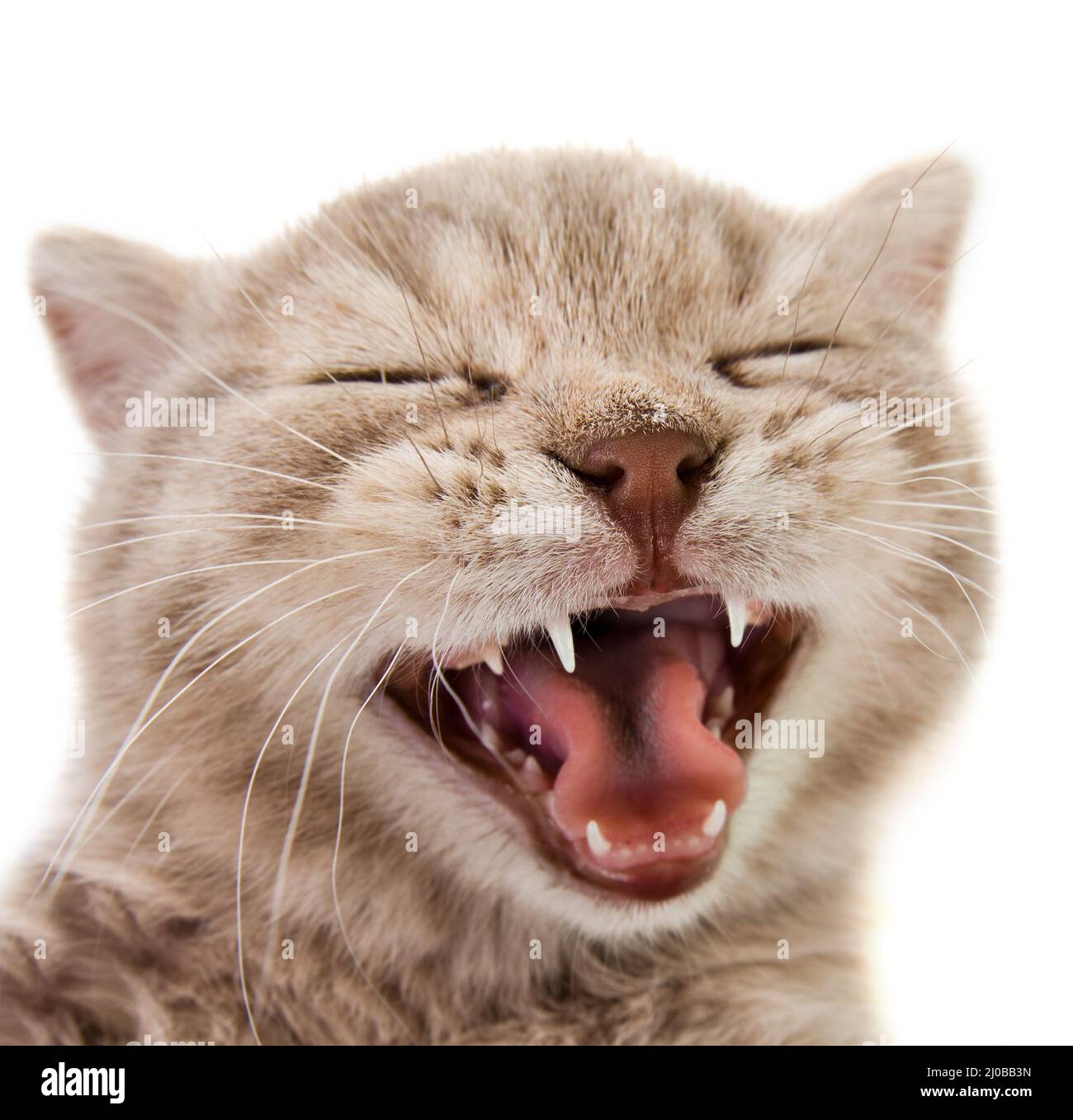 Kitten teeth hi-res stock photography and images - Alamy