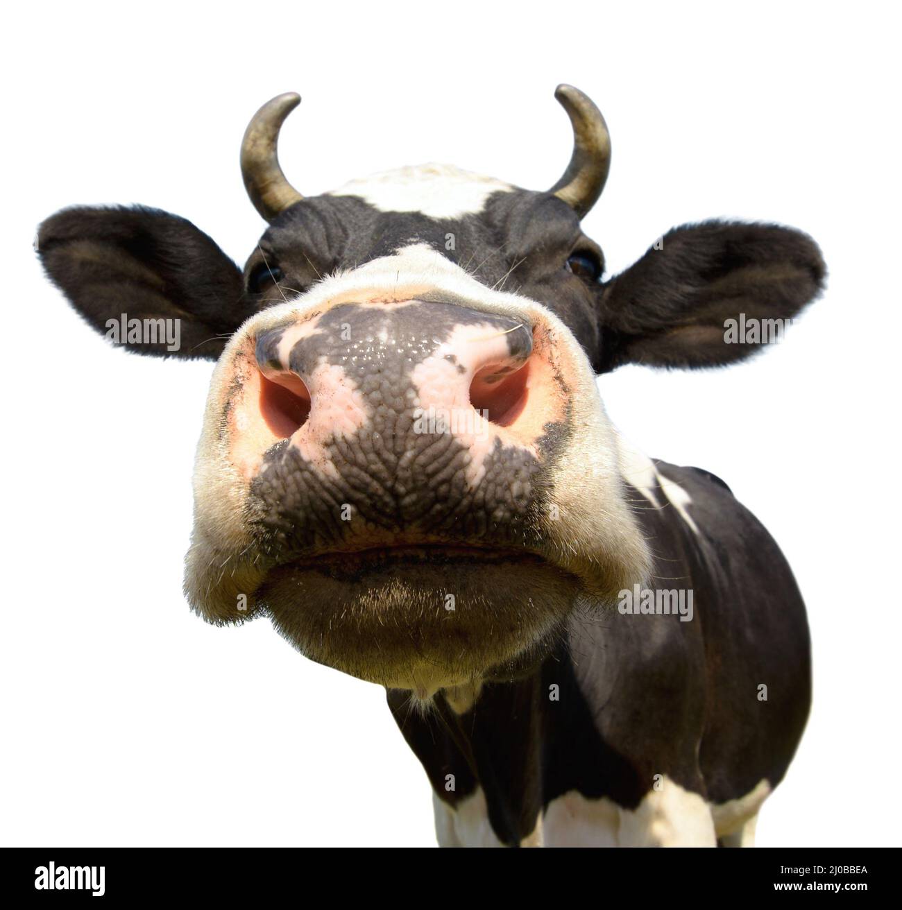 Muzzle cow hi-res stock photography and images - Alamy