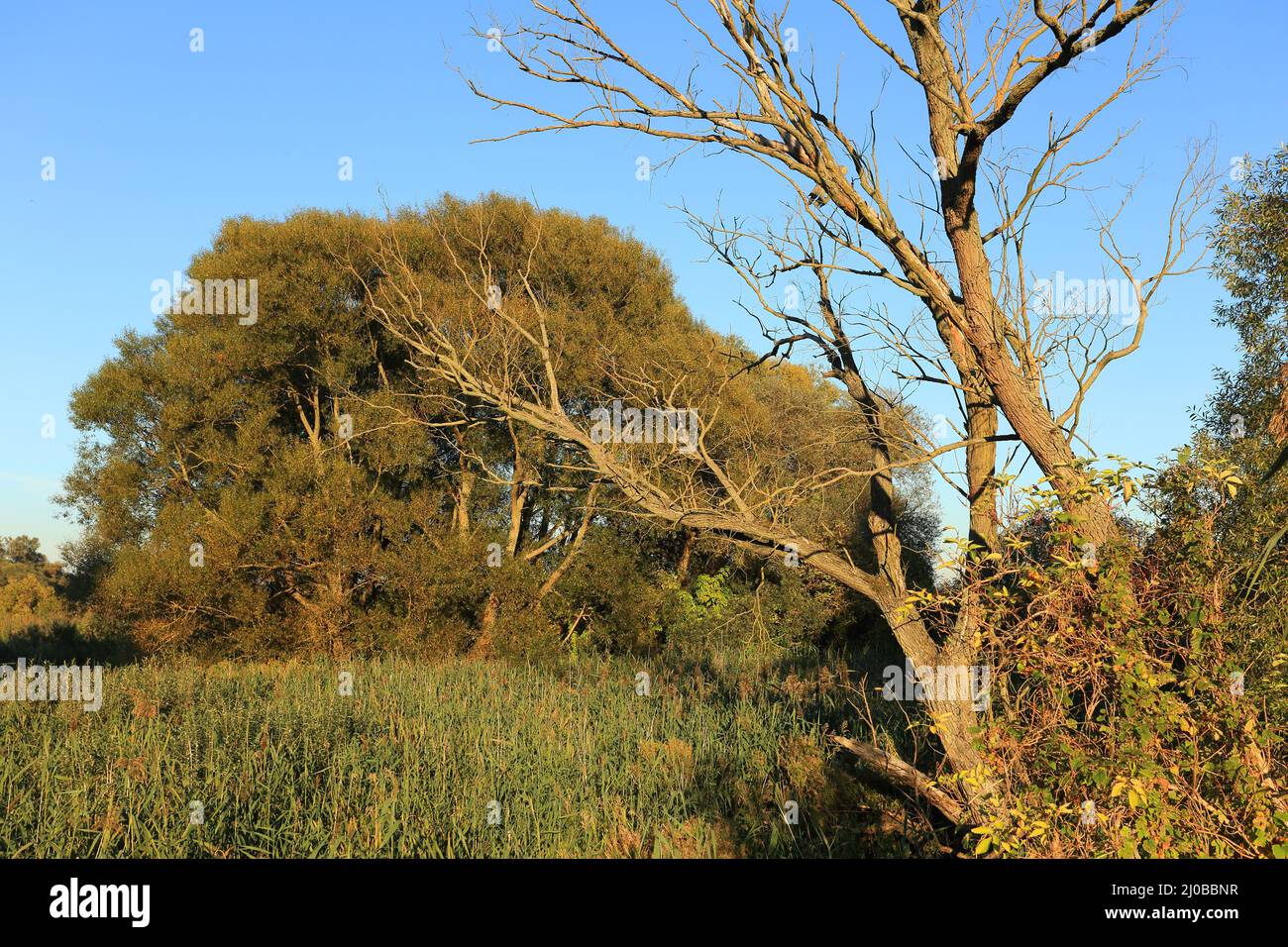 Willow tree, Lower Oder Valley National Park, DE Stock Photo - Alamy