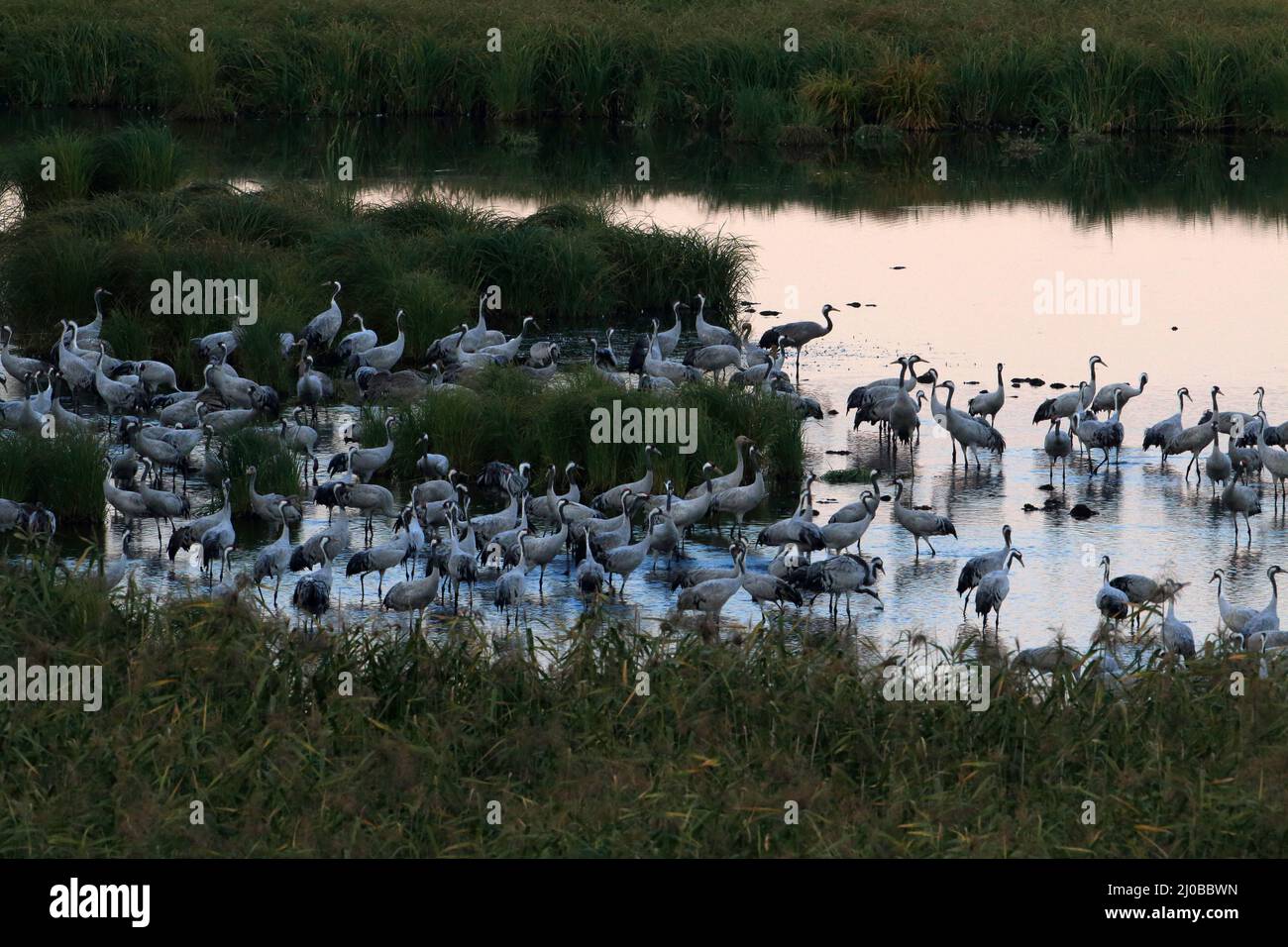 Roosting cranes hi-res stock photography and images - Alamy