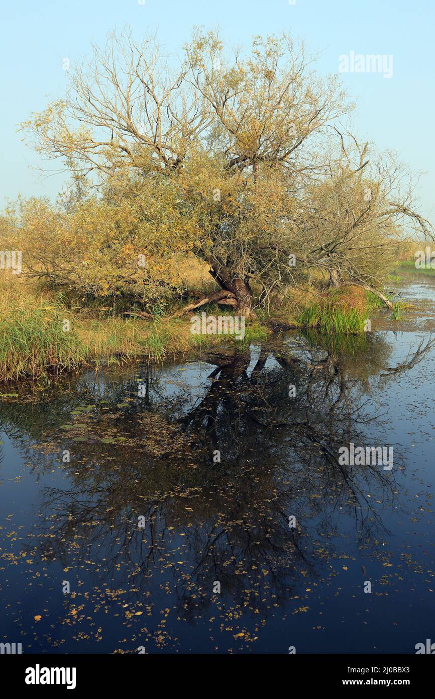 Willow tree, Lower Oder Valley National Park, DE Stock Photo - Alamy