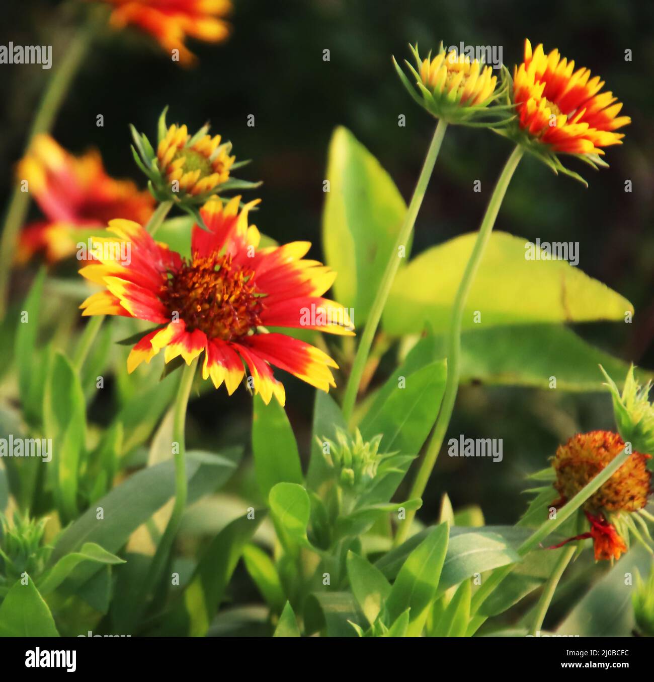 Green tree flower hi-res stock photography and images - Alamy