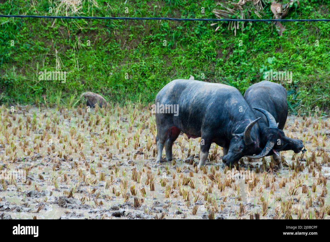 Carabao hi-res stock photography and images - Alamy
