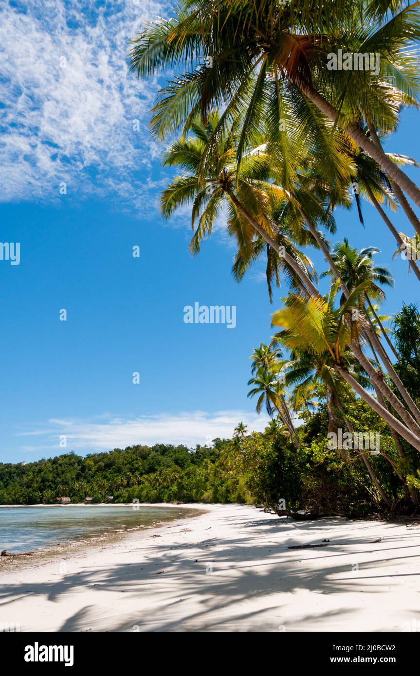 Palm trees at a Tropical Raja Ampat Beach with blue sky and ocean Stock ...