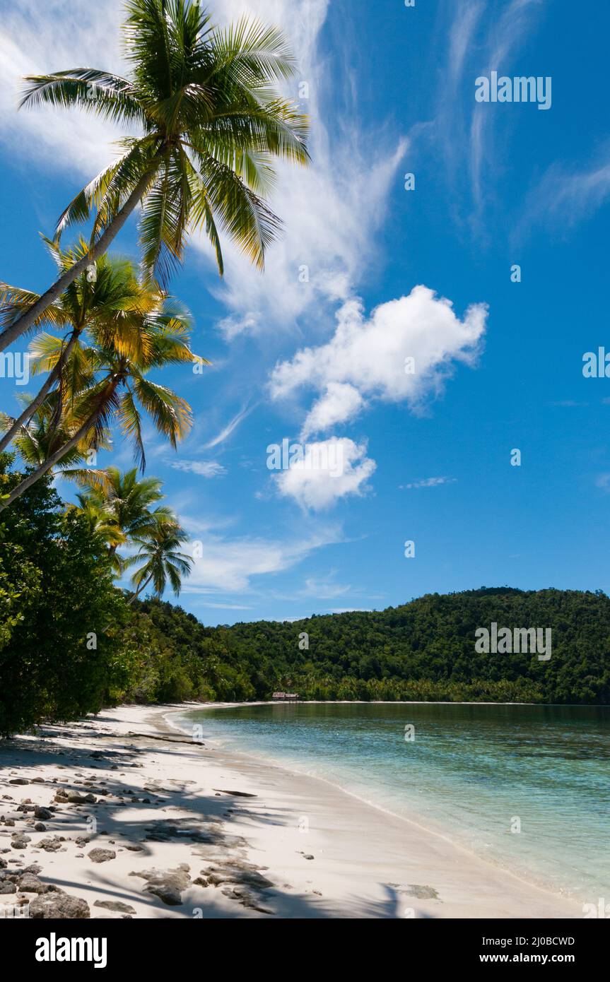 Palm trees at a Tropical Raja Ampat Beach with blue sky and ocean Stock ...