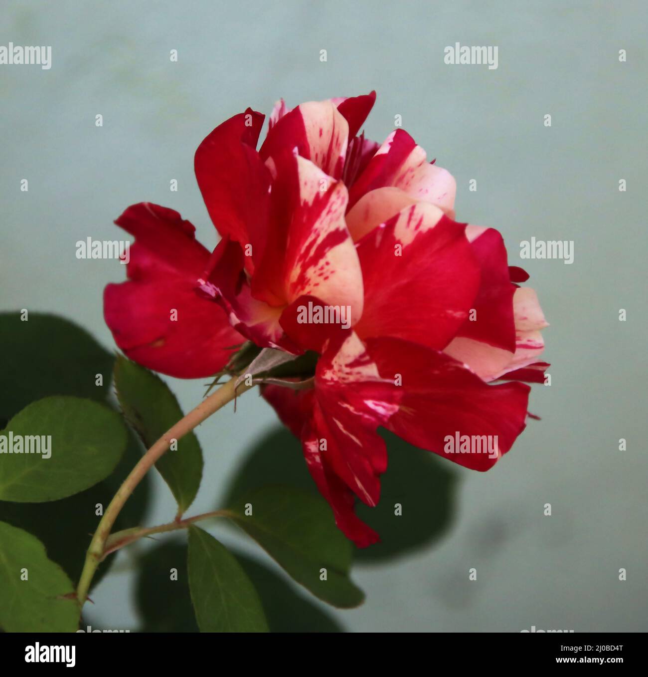 Red flower tree hi-res stock photography and images - Alamy