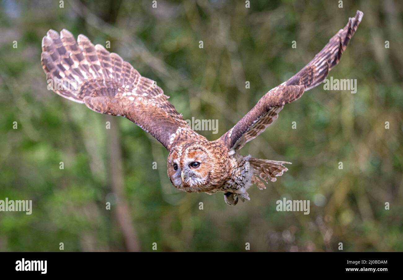 Tawny owl in flight Stock Photo - Alamy