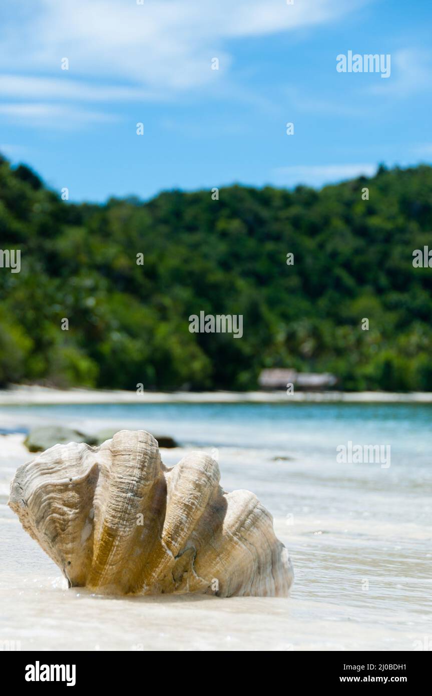 Shell on The white sand beach in front of blue ocean and green island ...
