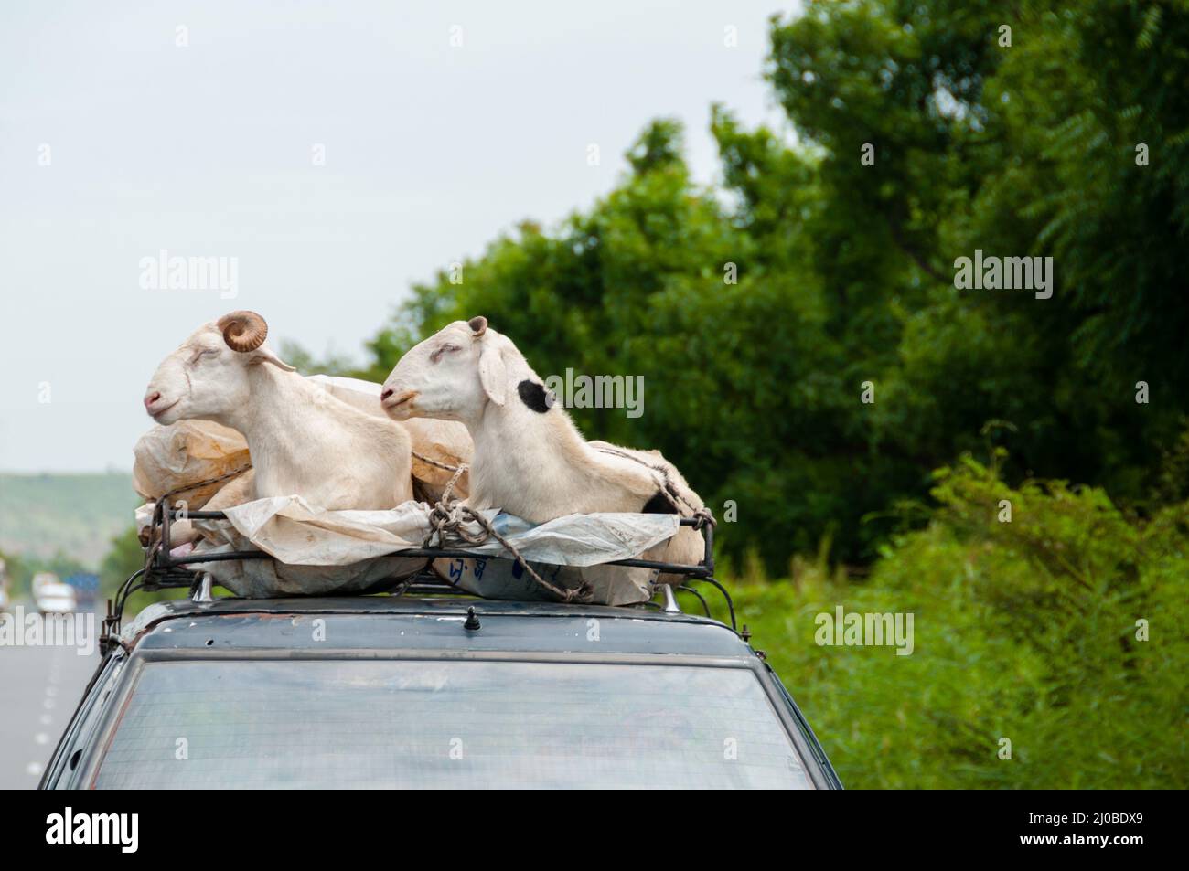 Two white goats on top of a driving car in Africa Stock Photo - Alamy