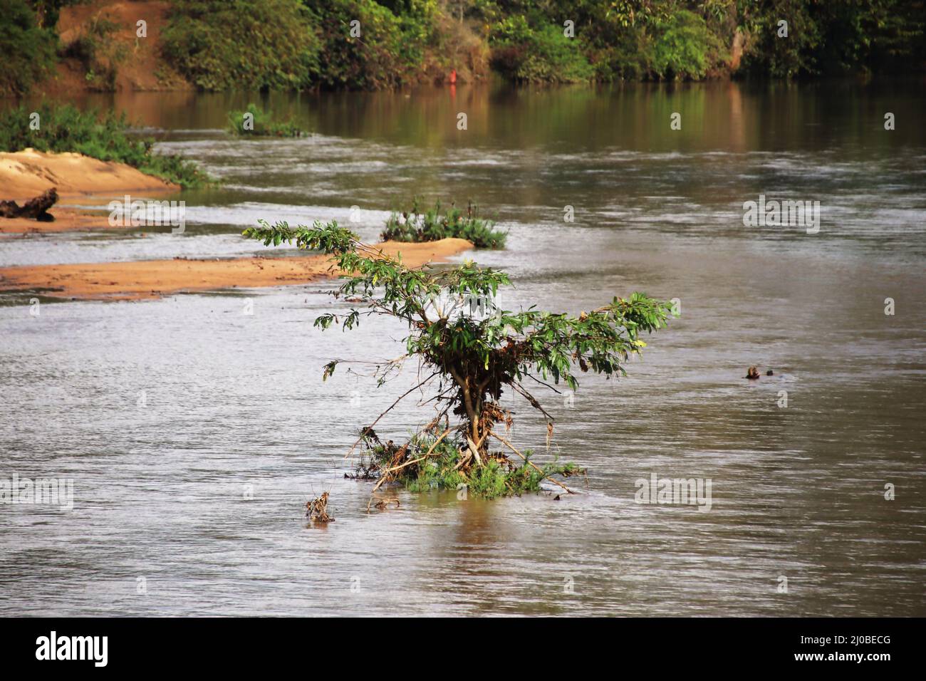 Tree at a river r hi-res stock photography and images - Alamy