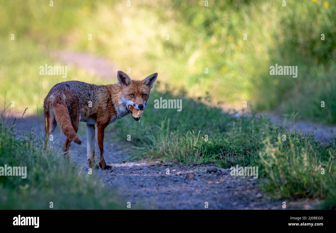 Fox stealing cakes! Stock Photo - Alamy