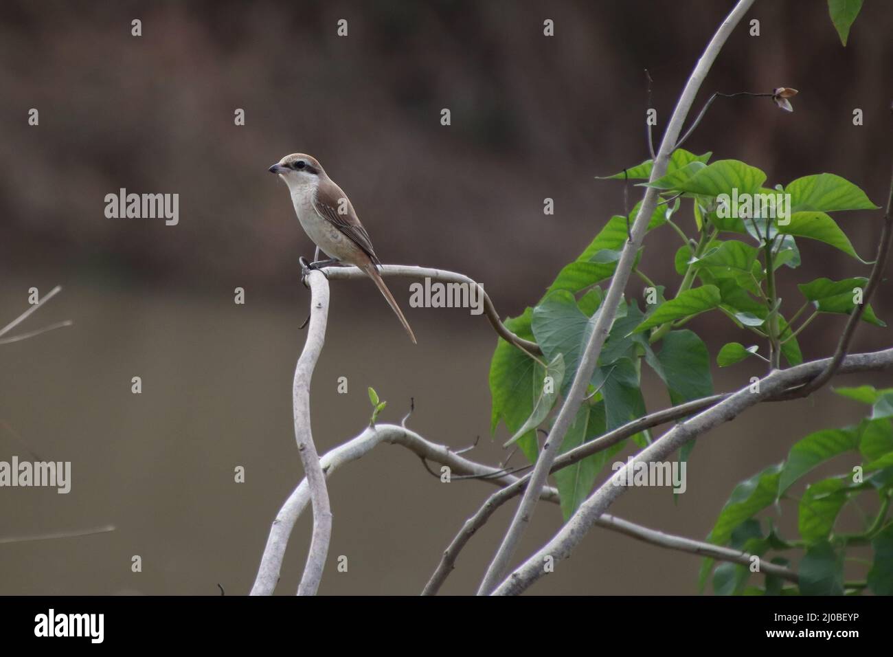 bird sitting on tree branch Stock Photo - Alamy