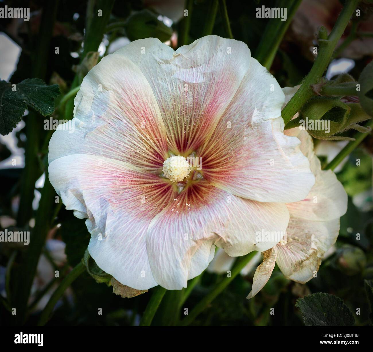 One white flower mallow closeup on a background of leaves Stock Photo ...
