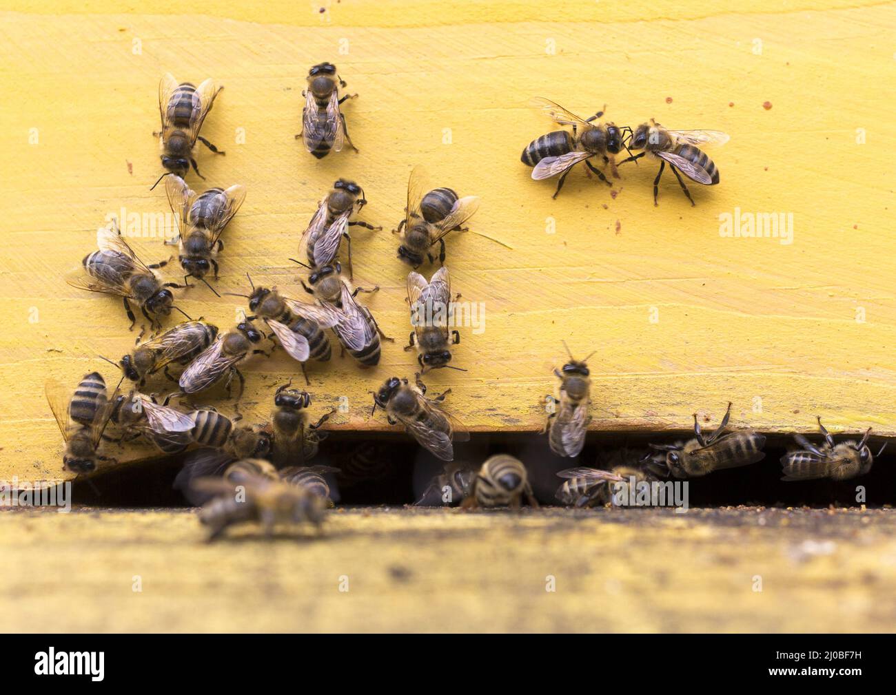 Honey bees beehive Stock Photo - Alamy