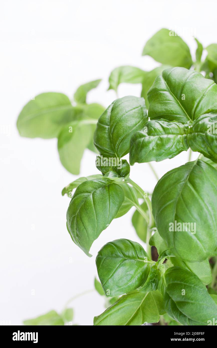 Fresh green Italian basil on a white background Stock Photo - Alamy
