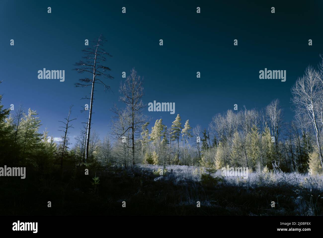 Infrared 720nm landscape with glowing white vegetation, surreal ...
