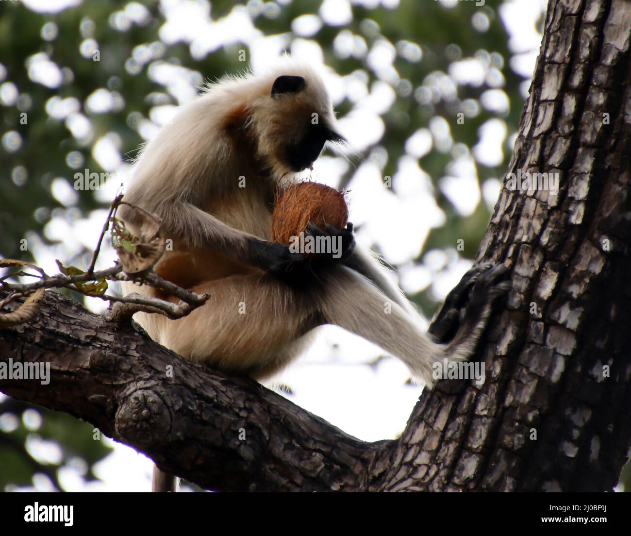 Monkey sitting on tree branch and eating coconut Stock Photo - Alamy
