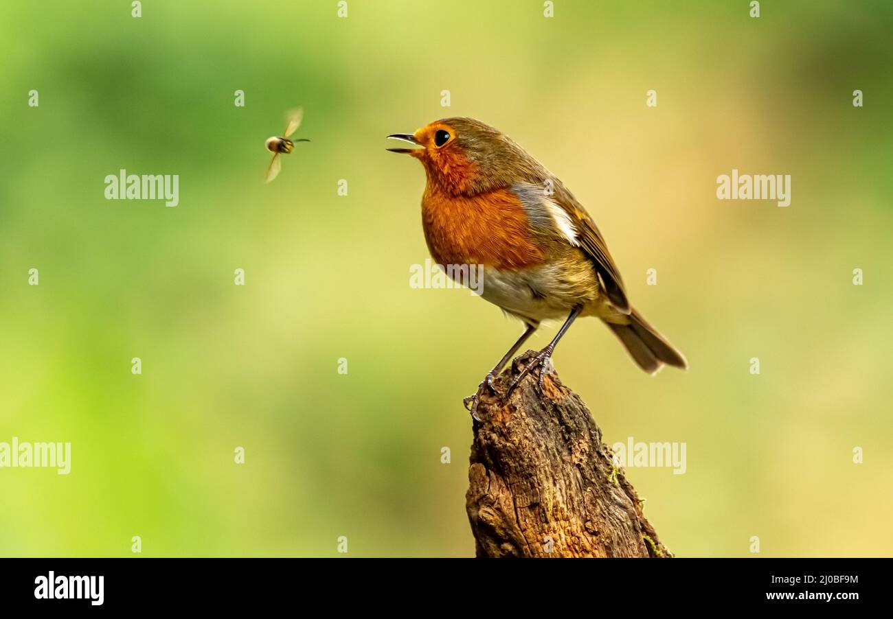 Robin and bee Stock Photo - Alamy