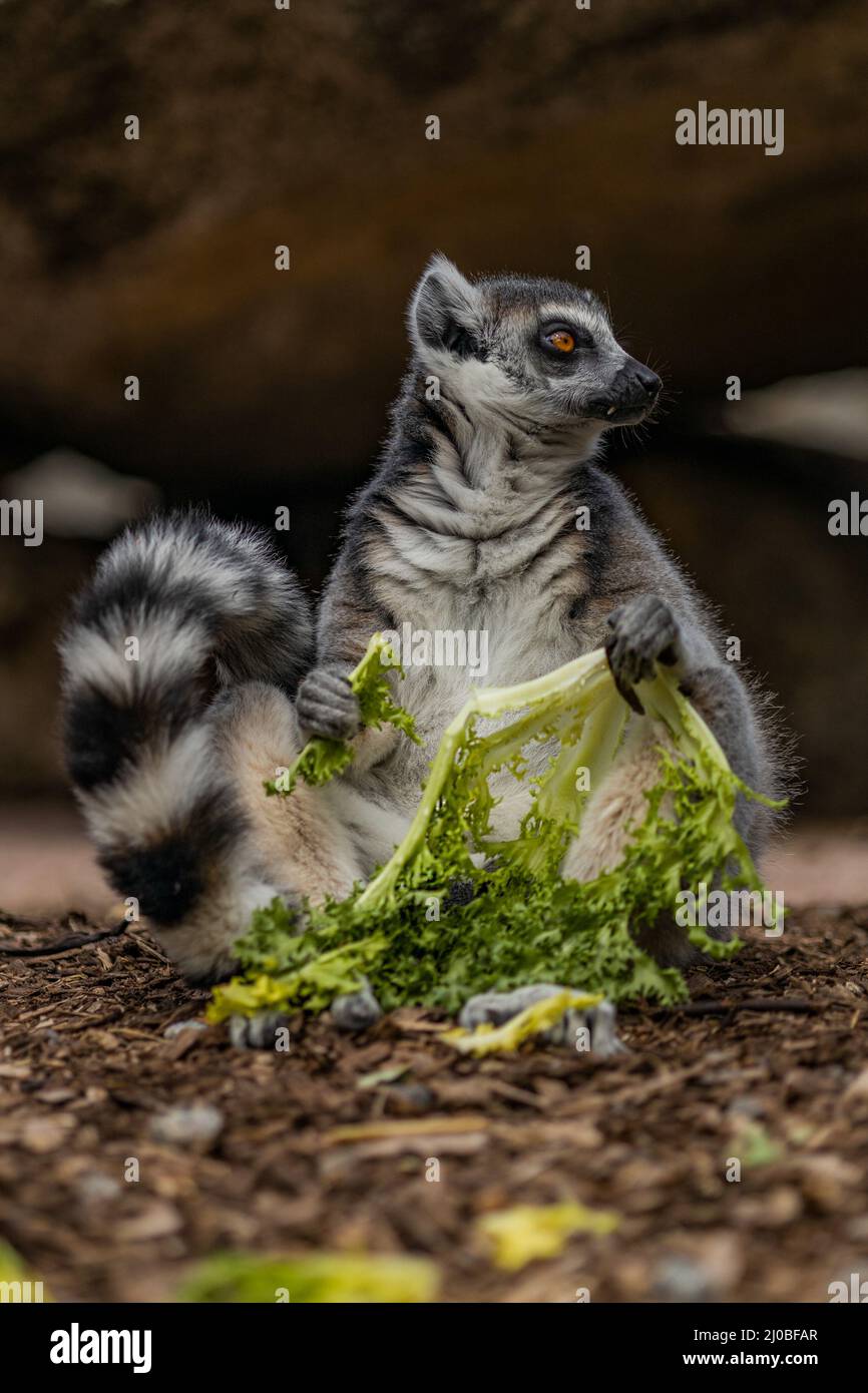 Lemur sitting and eat Stock Photo - Alamy