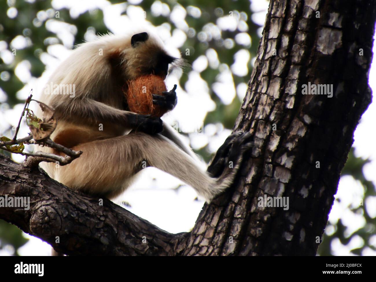Monkey sitting on tree branch and eating coconut Stock Photo - Alamy