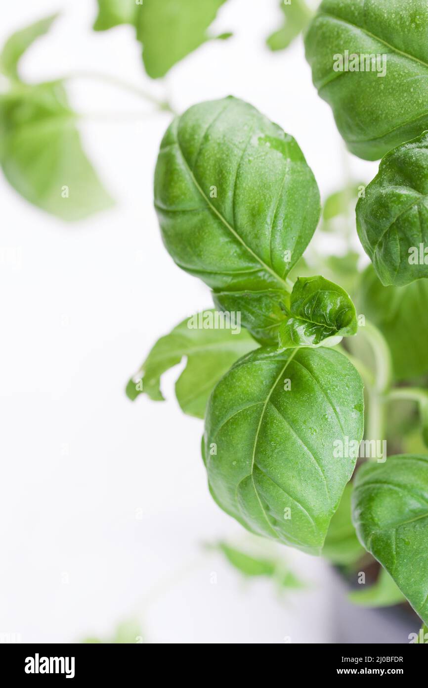 Fresh green Italian basil on a white background. Closeup, selective ...
