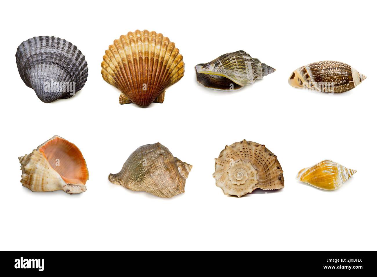 A set of shells isolated on a white background Stock Photo - Alamy