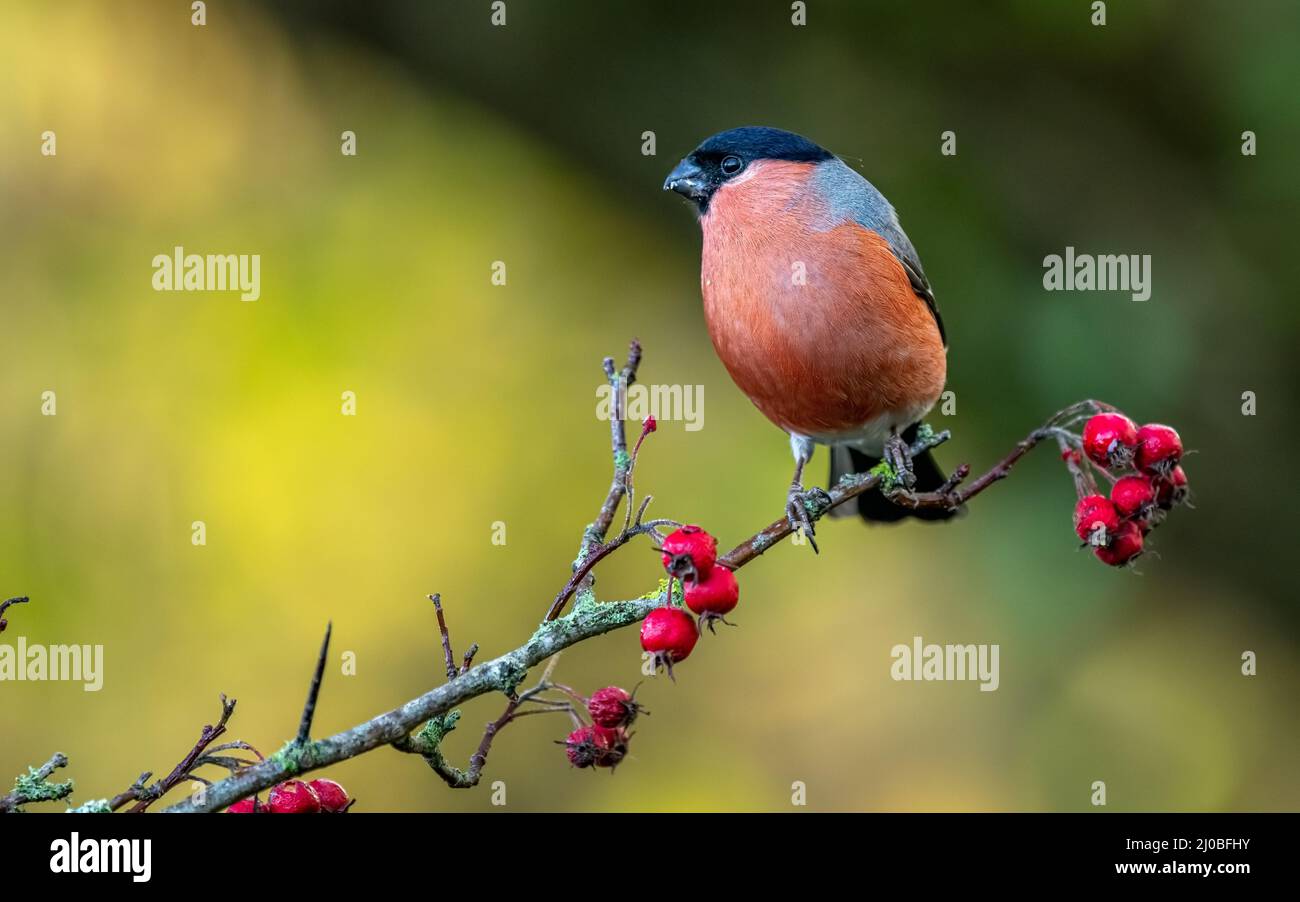 Bullfinch wings hi-res stock photography and images - Alamy