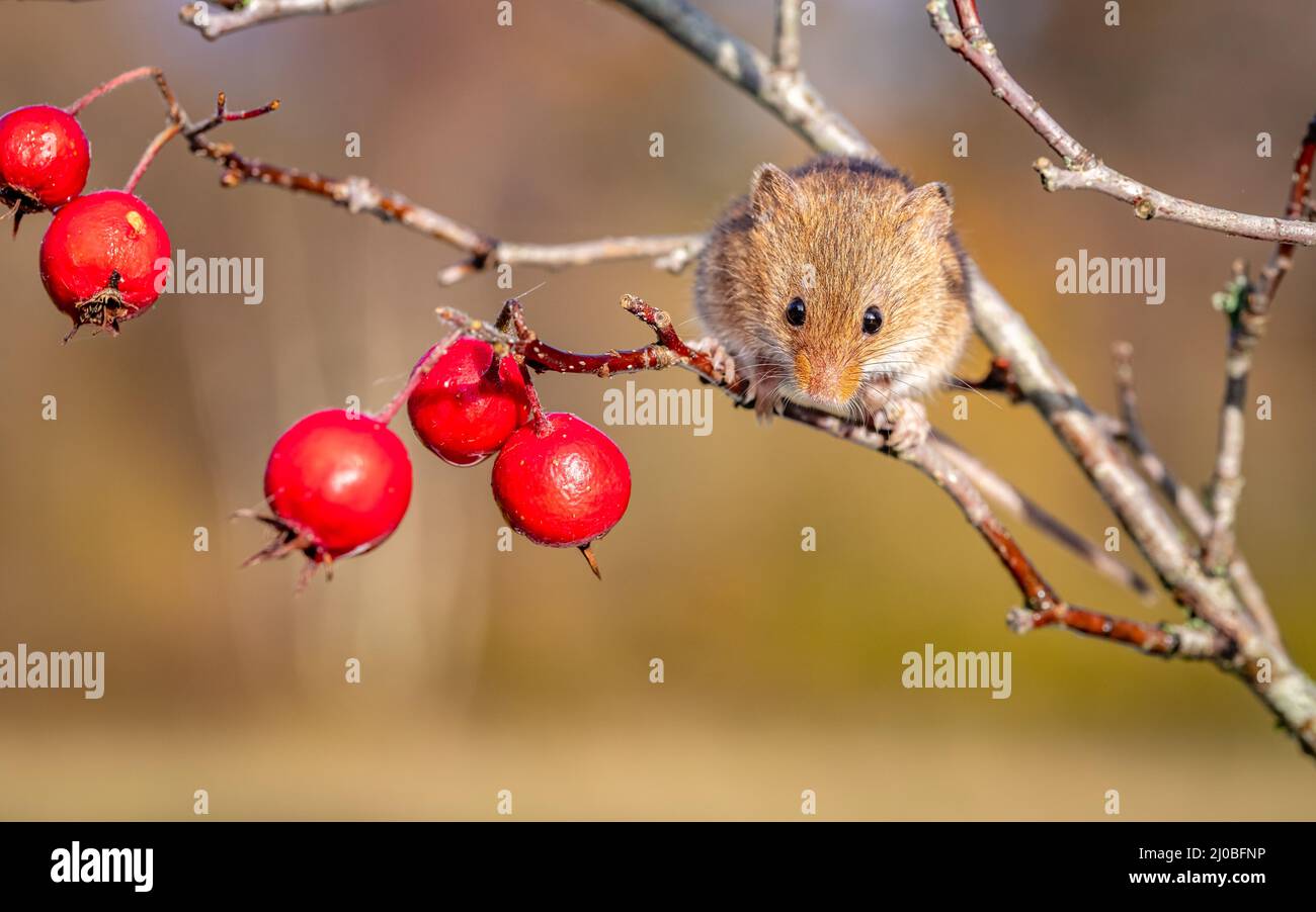 Harvest mouse berries hi-res stock photography and images - Alamy