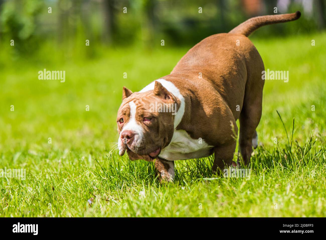 Chocolate color male American Bully puppy dog is moving Stock Photo - Alamy