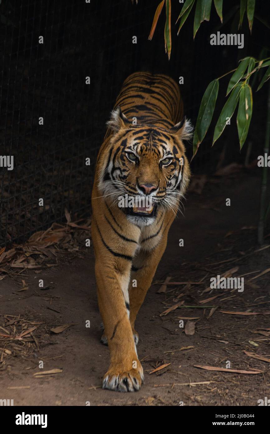 Annoyed tiger hi-res stock photography and images - Alamy