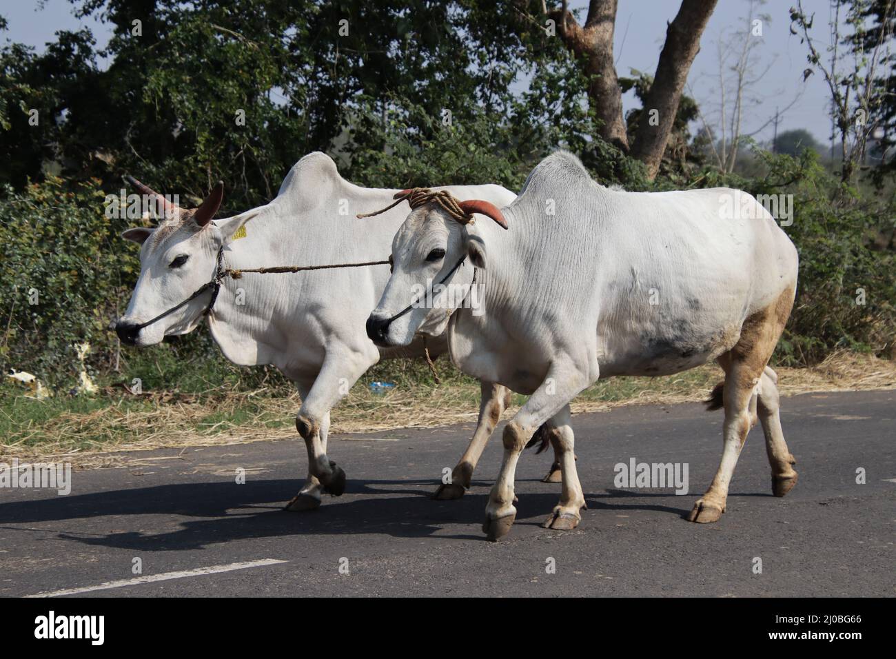 Two bulls running together on the road hi-res stock photography and ...
