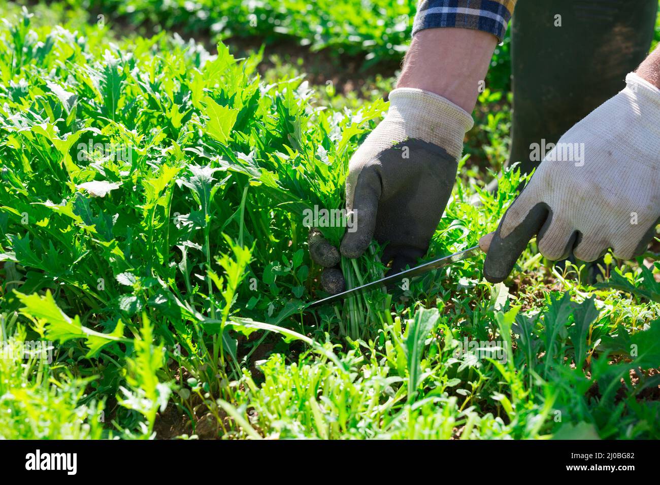 Male hands picking organic hi-res stock photography and images - Alamy