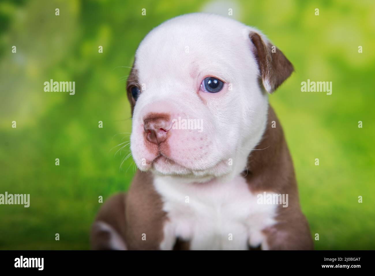 Funny American Bullies puppy on green background Stock Photo - Alamy